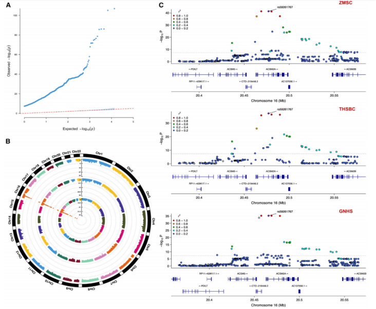 凌恩 | 代谢物全基因组关联分析（mGWAS）项目_马铃薯 dm8.1 基因组-CSDN博客