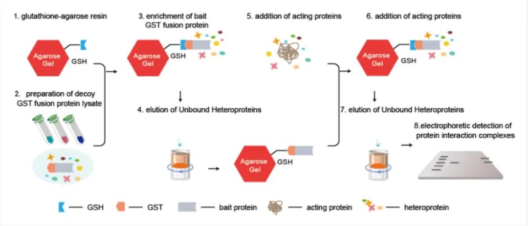 互作蛋白组学技术对比：邻近标记与传统IP-MS、Pull down-MS优势对比_ip-ms技术和pull-down-ms技术-CSDN博客
