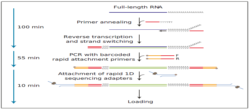 ONT全长转录组-CSDN博客