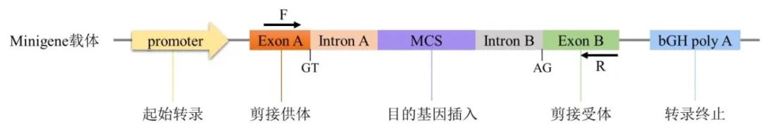 Minigene实验——RNA剪接事件检测利器_mini-gene-CSDN博客