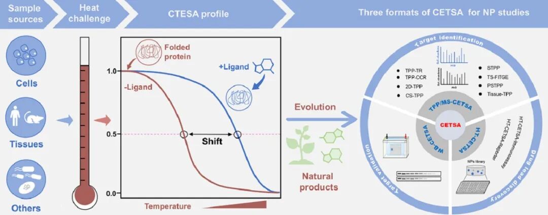 一文了解药物靶点筛选之CETSA技术-CSDN博客