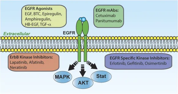 表皮生长因子受体（EGFR）：结构、功能及在肿瘤中的作用_egfr激酶区的结构-CSDN博客