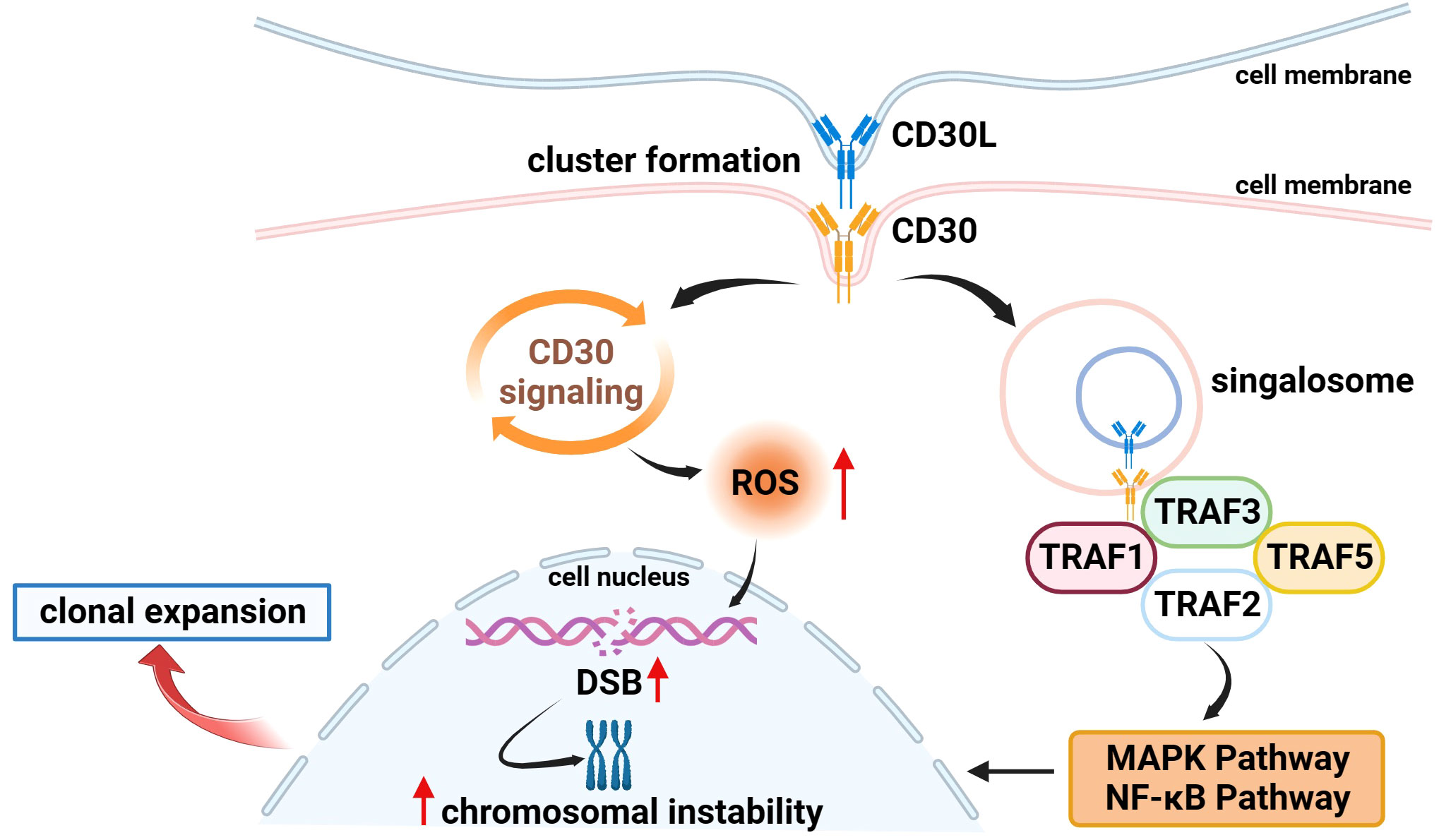 CD30 靶点：肿瘤治疗领域的新兴希望_cd30抗原激活脐血单核细胞-CSDN博客