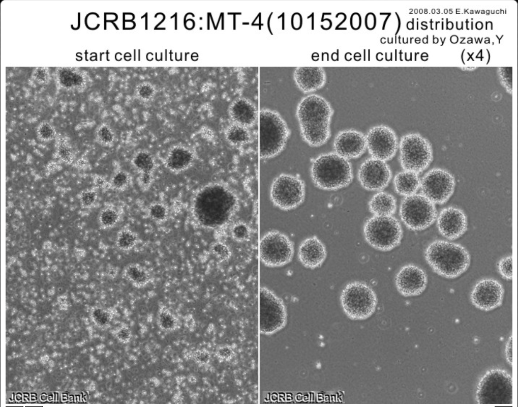 Jurkat、CTLL-2、MT-4、HuT-78，T淋巴细胞系培养合集来袭！_jurkat,clonee6-1 和jurkat有什么不一样-CSDN博客