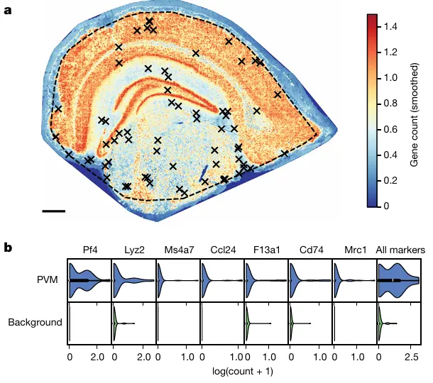 文献分享-----10X Visium HD & Stereo-seq图像分割（nature文献）_10x visium hd 小鼠肝脏数据-CSDN博客