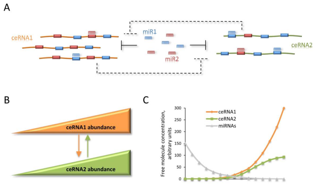 ceRNA机制研究常见套路-CSDN博客