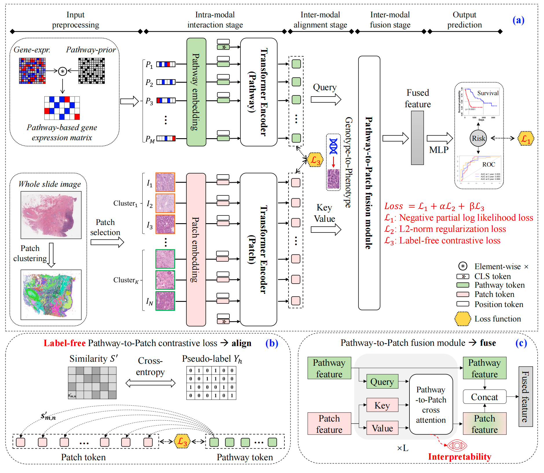 IF18+｜多模态模型PAMT：打通病理影像与基因数据的“语言壁垒”，让癌症生存预测更精准可解释_pathway-aware multimodal transformer (pamt ...