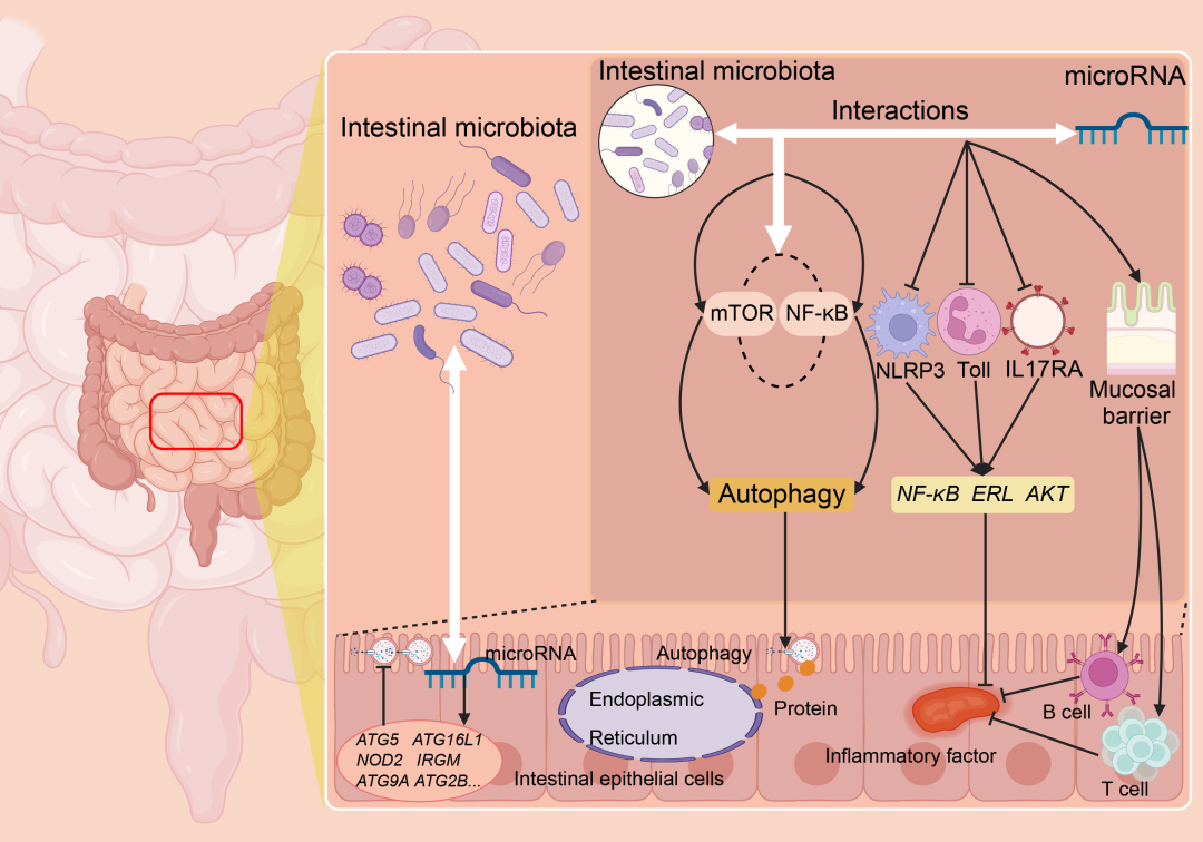 iMetaOmics | 中国农业大学曹志军组-MicroRNA-微生物群互作调控宿主健康-CSDN博客