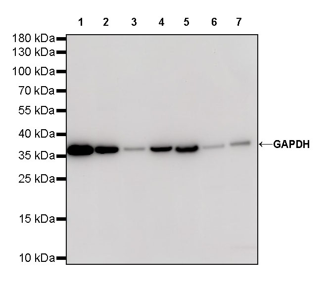 WB内参选择指南-CSDN博客