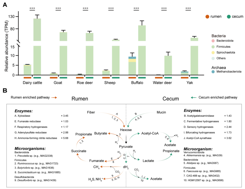 Microbiome|宿主转录组+肠道微生态，联合分析范文_肠道菌binning分析-CSDN博客