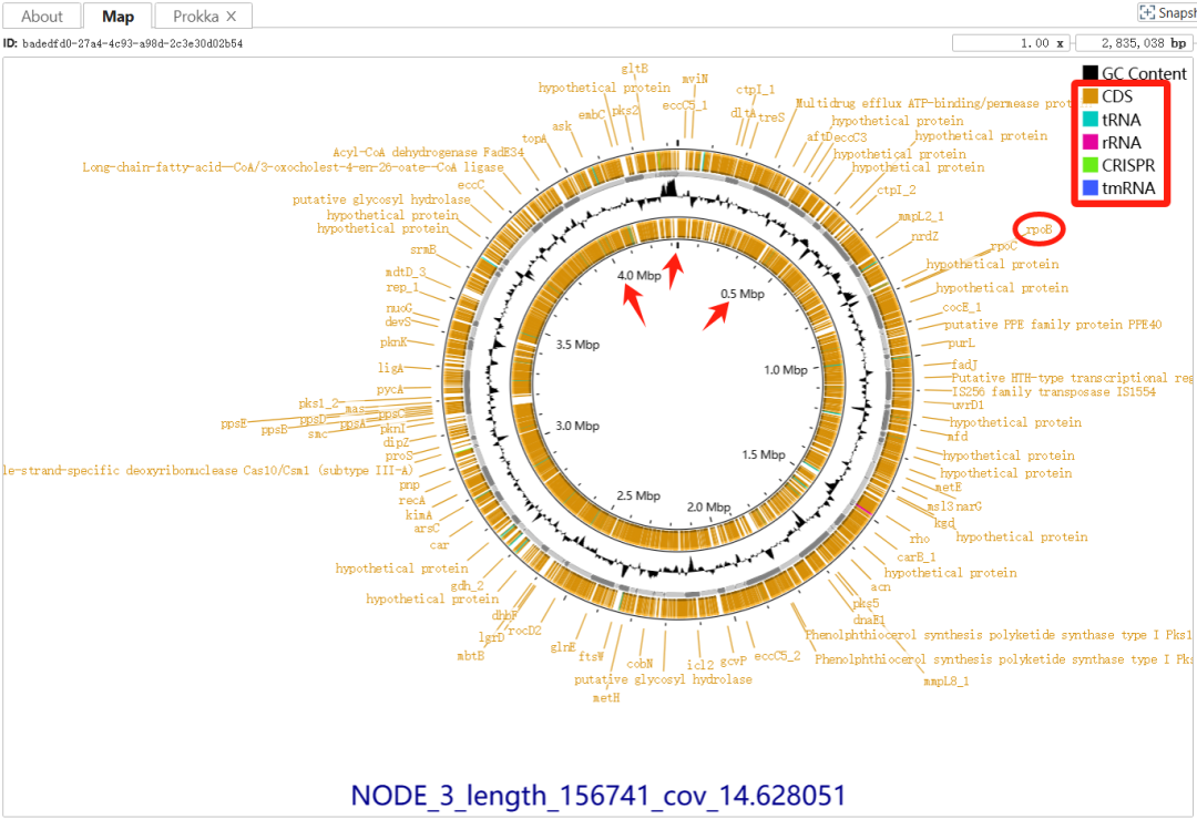 Proksee - 单菌基因组圈图工具-1-CSDN博客