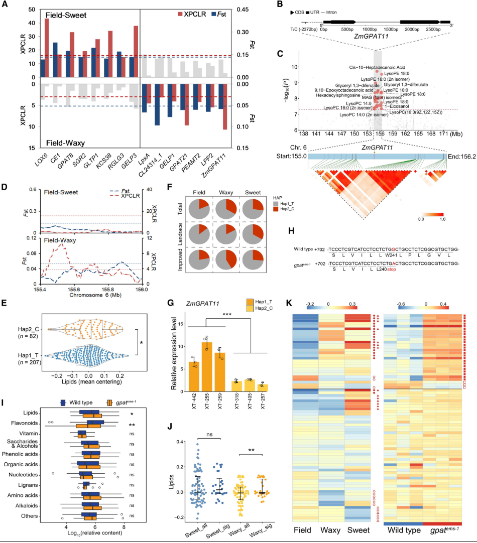 GWAS之后如何进行mGWAS分析？如何准备样本？-CSDN博客