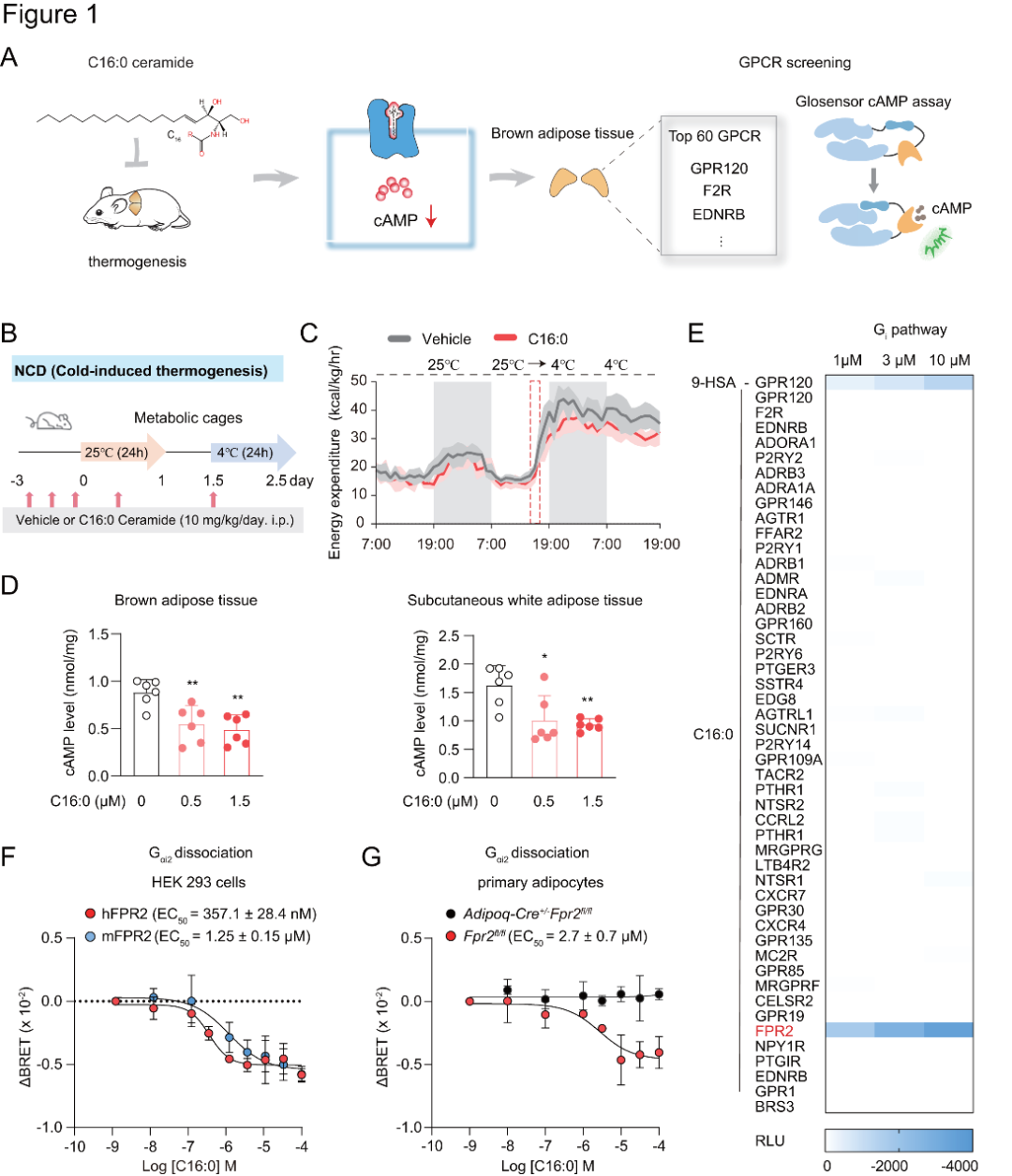孙金鹏、姜长涛、孔炜又又又登顶刊！Nature余热未尽，Science揭秘神经酰胺和FPR2受体竟是脂肪代谢 “操控大师”_c16 :0神经酰胺-CSDN博客