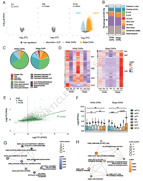 bulk RNA+ATAC+ChIP-seq+Hi-ChIP，揭秘 “燃脂脂肪” 的调控密码：表观遗传与增强子网络如何塑造米色脂肪细胞？-CSDN博客