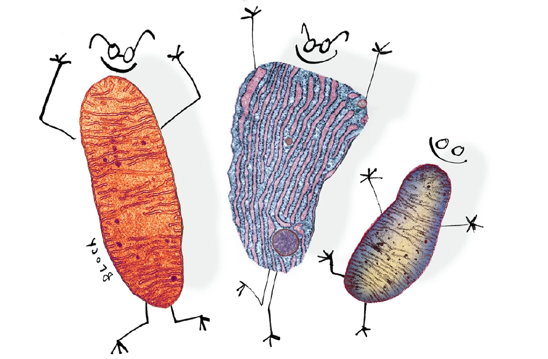 细胞通讯还只知道囊泡 国自然热点追踪—细胞器互作, 带你深度解析细胞器膜接触位点 (MCS)∶ 机制、衔接蛋白与功能表征 | MCE-CSDN博客