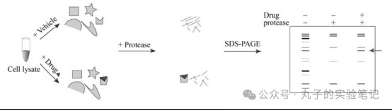 SPR、BLI、CETSA、DARTS该Pick谁？从LiP-MS到“靶”定真相：科研人的专属验证指南-CSDN博客