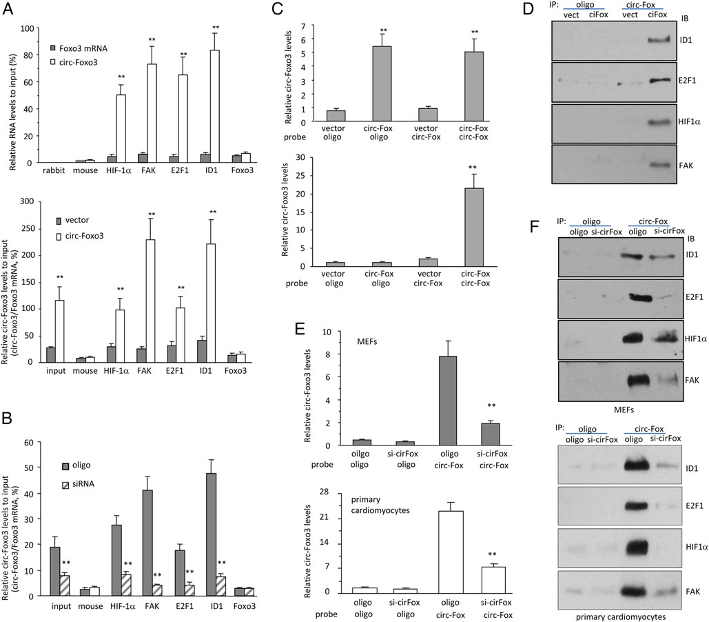RNA免疫共沉淀定量PCR（RIP-qPCR）-CSDN博客