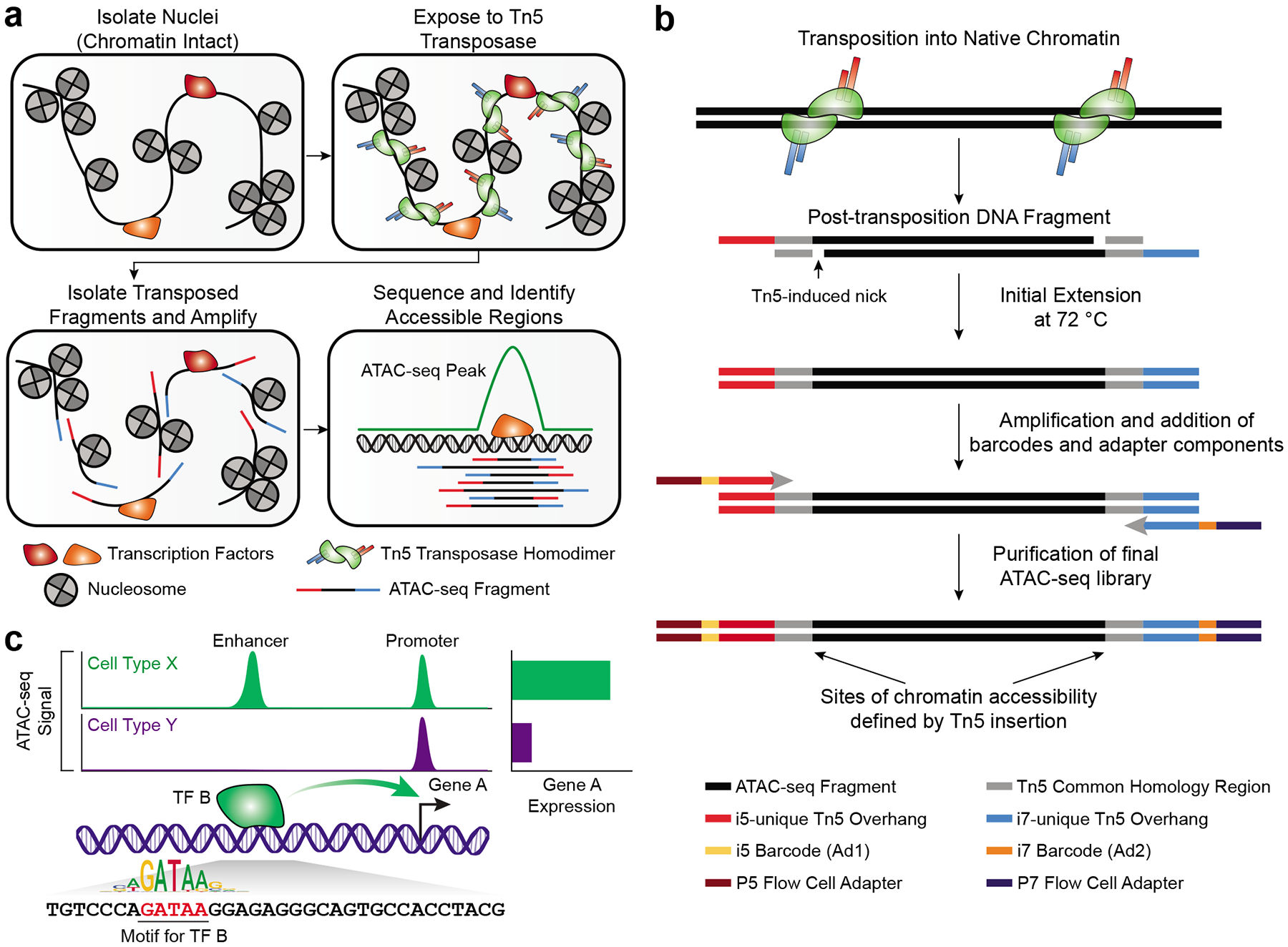 ATAC-seq-CSDN博客