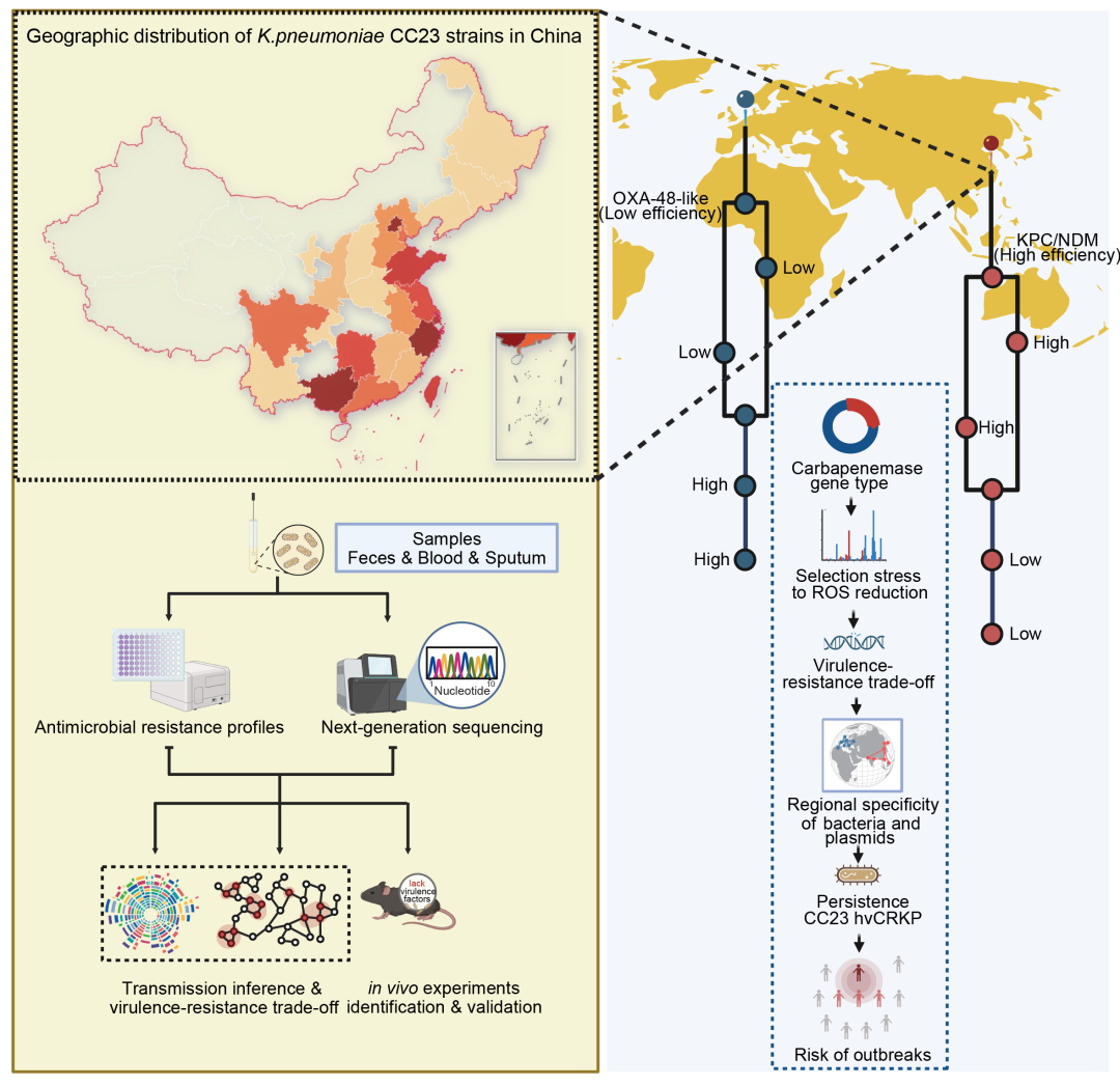 iMeta | 周哲敏/张嵘/何平-解析肺炎克雷伯菌CC23的地理局限性和毒力-耐药性权衡-CSDN博客