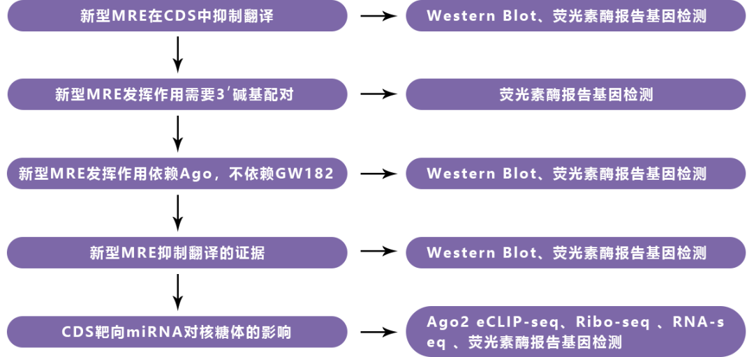 miRNA靶点位于mRNA CDS区的研究_mrna区域 cds-CSDN博客