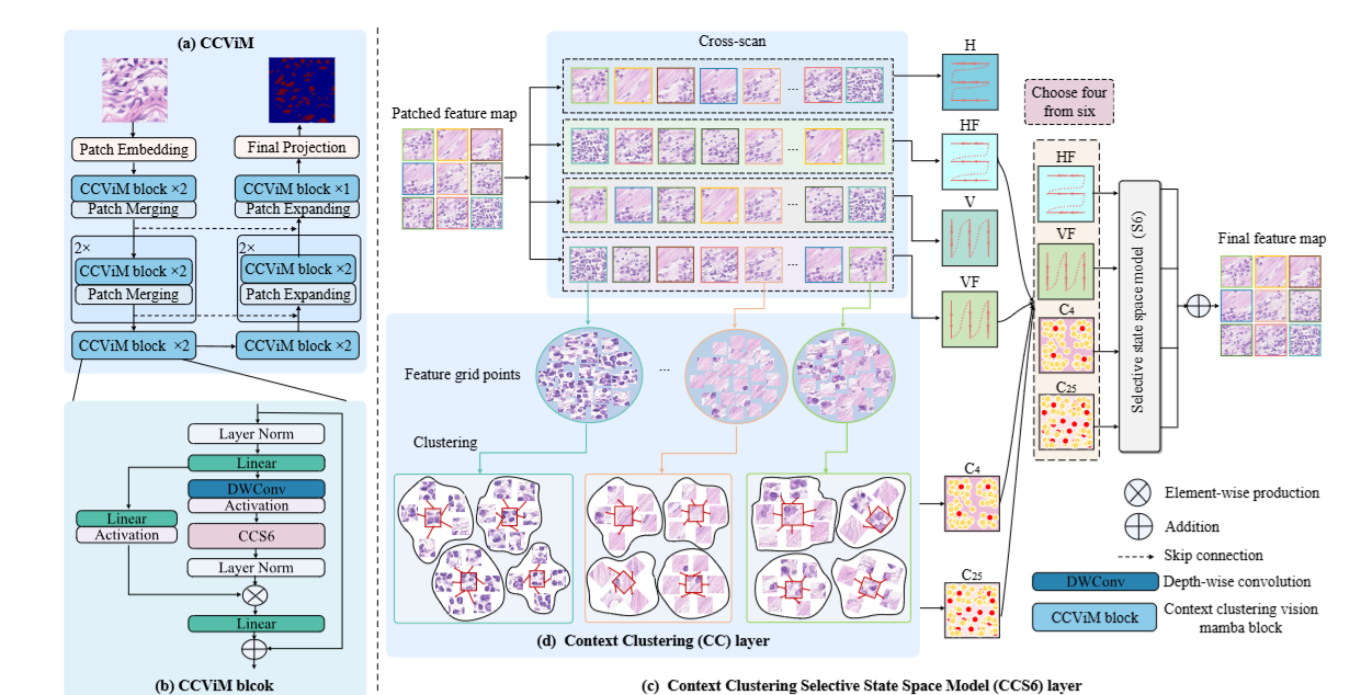 【Trans2025】计算机视觉|即插即用|CCVIM:CCViM强势来袭！上下文聚类ViM，医学图像分割新SOTA！_ccvim 论文-CSDN博客