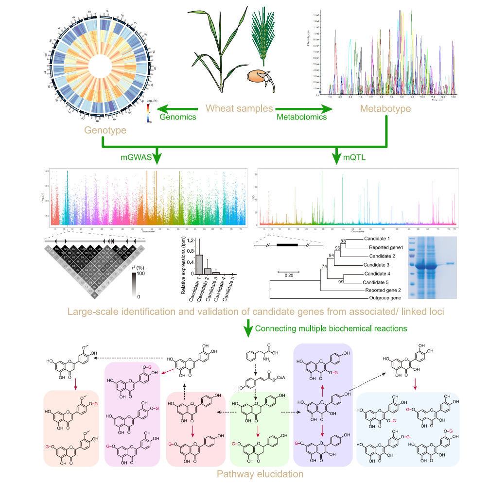 GWAS之后如何进行mGWAS分析？如何准备样本？-CSDN博客