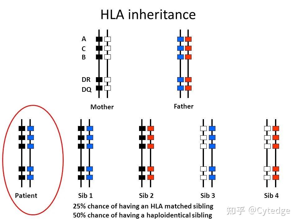 NK细胞的HLA和KIR的配型_kir b型-CSDN博客