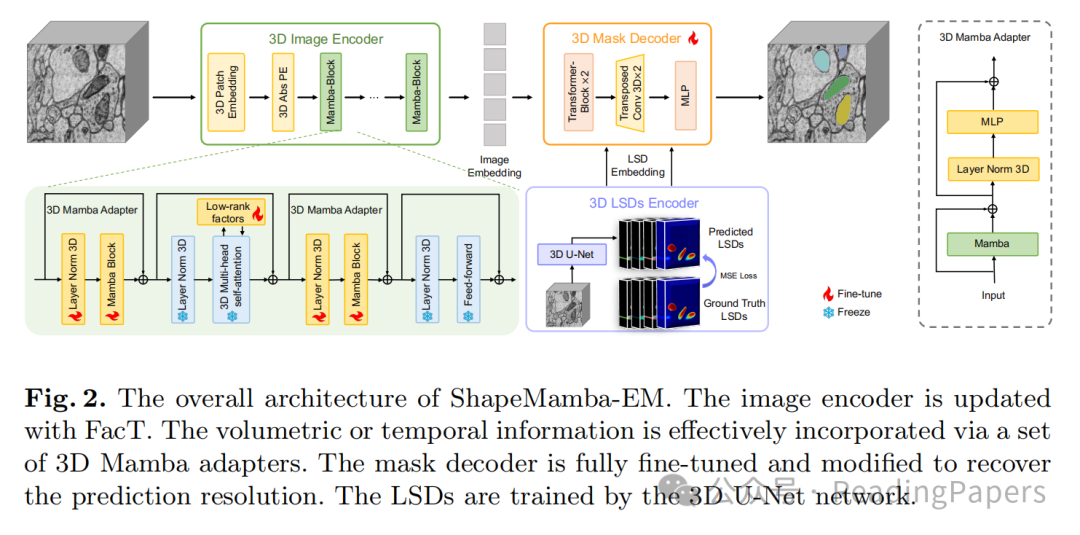 医图顶会 MICCAI‘24 | ShapeMamba-EM: 局部形状描述符和Mamba结合的3D EM图像分割_local shape descriptors for neuron ...
