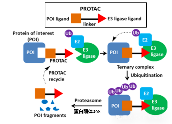 PROTAC介绍（一）：基本概念_protac技术-CSDN博客