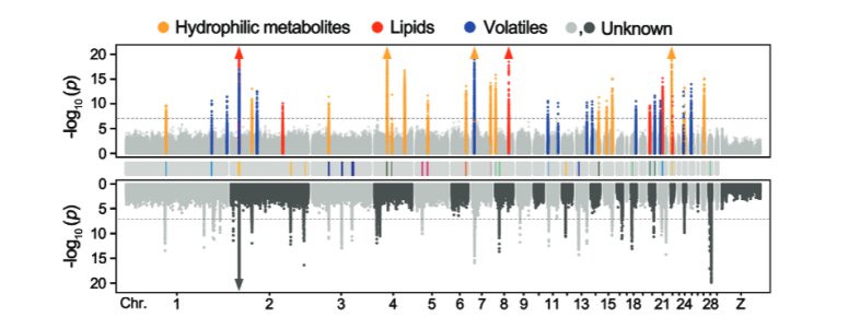 凌恩 | 代谢物全基因组关联分析（mGWAS）项目_马铃薯 dm8.1 基因组-CSDN博客