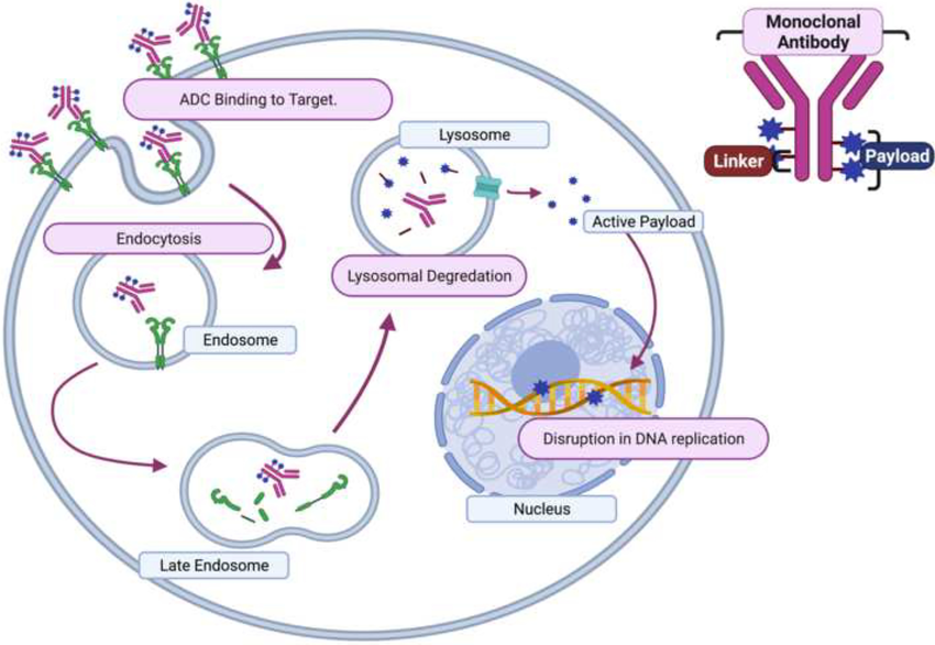 从概念到临床：ADC药物研发热潮-CSDN博客