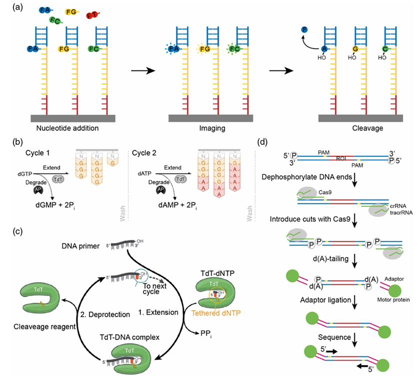 也就是说，DNA能当硬盘使？-CSDN博客