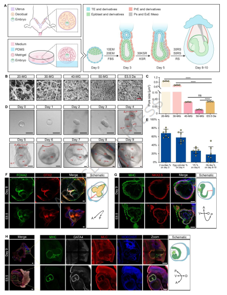生信复现必看：如何用Seurat做标准胚胎发育分析？这篇Nature子刊给了单细胞初学者一份“教科书级”范本-CSDN博客