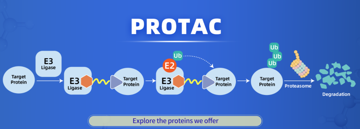 千亿蓝海市场：PROTAC技术热门靶点全景透视_vav1分子研究进展-CSDN博客