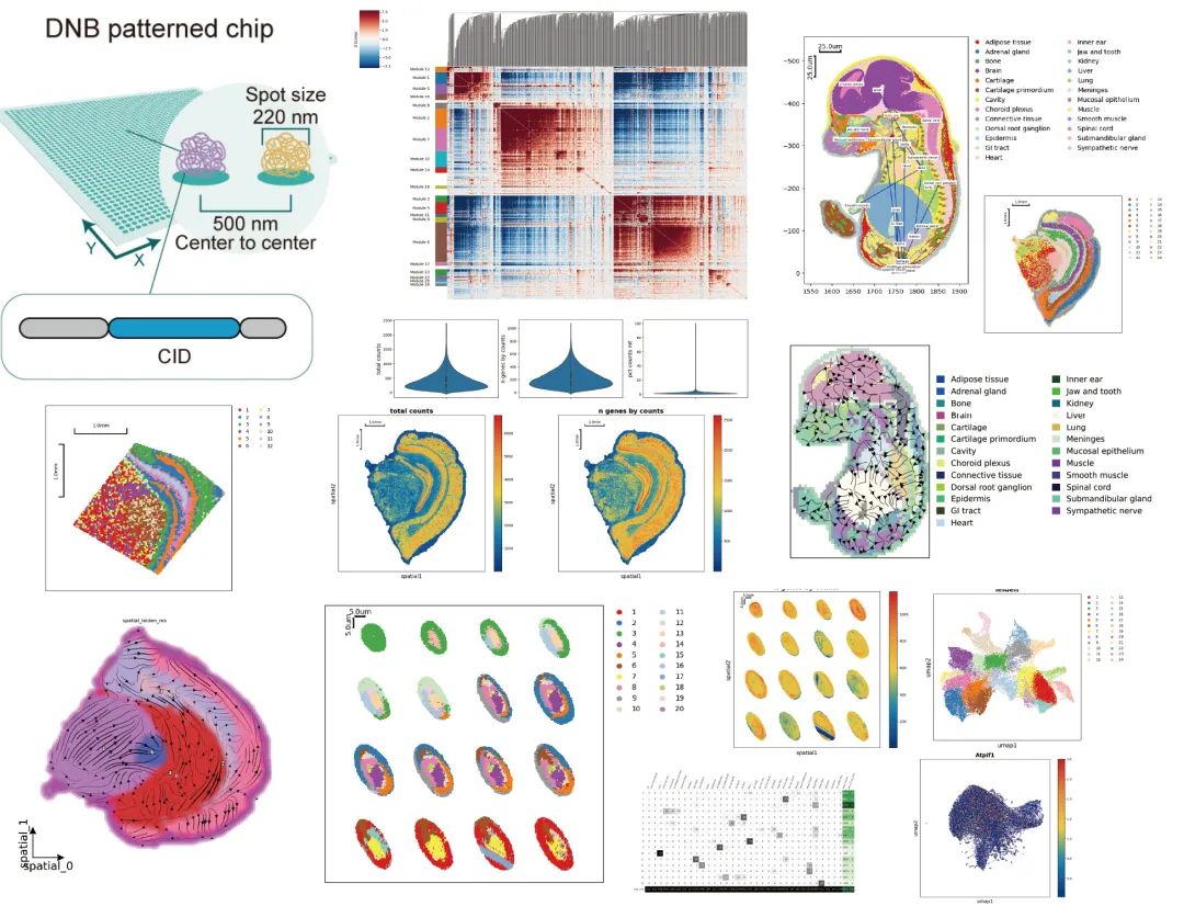 学会这些包，空转分析一网打尽！Stereopy、Squidpy、Seurat、Scanpy-CSDN博客