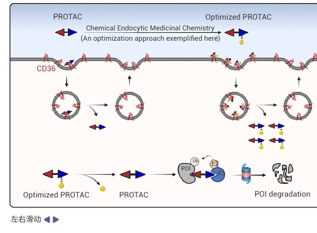 《Cell》破解 PROTAC 透膜难题∶ CD36 蛋白介导的内吞机制_MedChemExpress(MCE中国)-CSDN博客