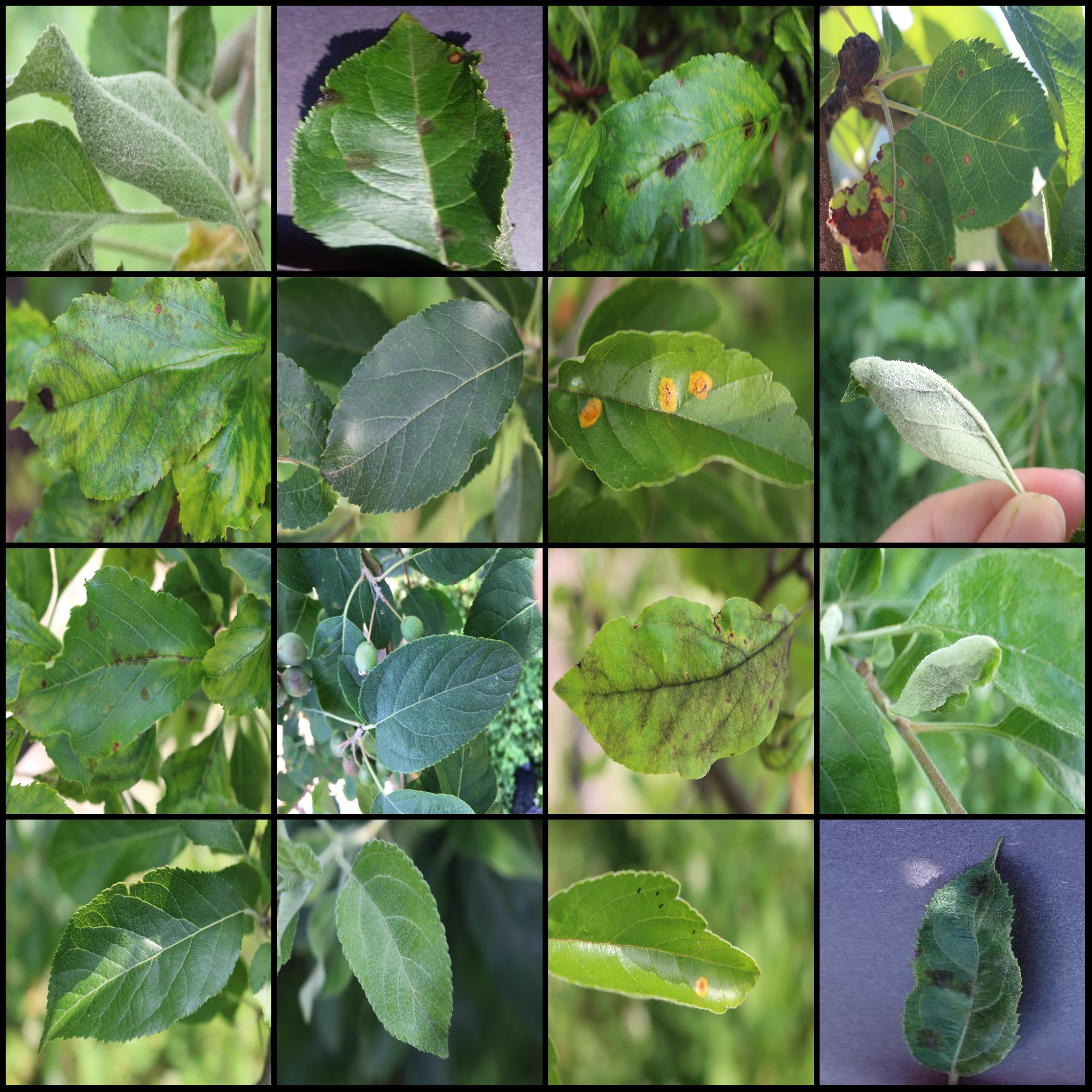 苹果叶子病害识别分割数据集labelme格式595张4类别_苹果叶片病害轻数据集-CSDN博客