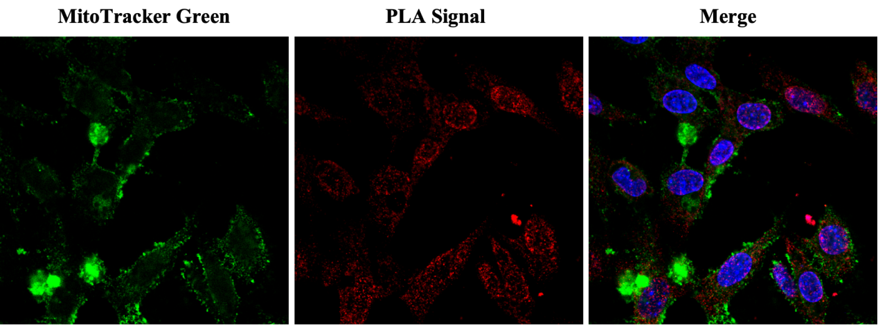 邻近连接（PLA）-CSDN博客