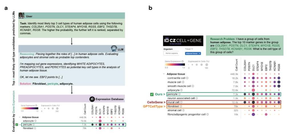 CellTypeAgent：利用大型语言模型实现可靠的细胞类型注释_mllmcelltype-CSDN博客