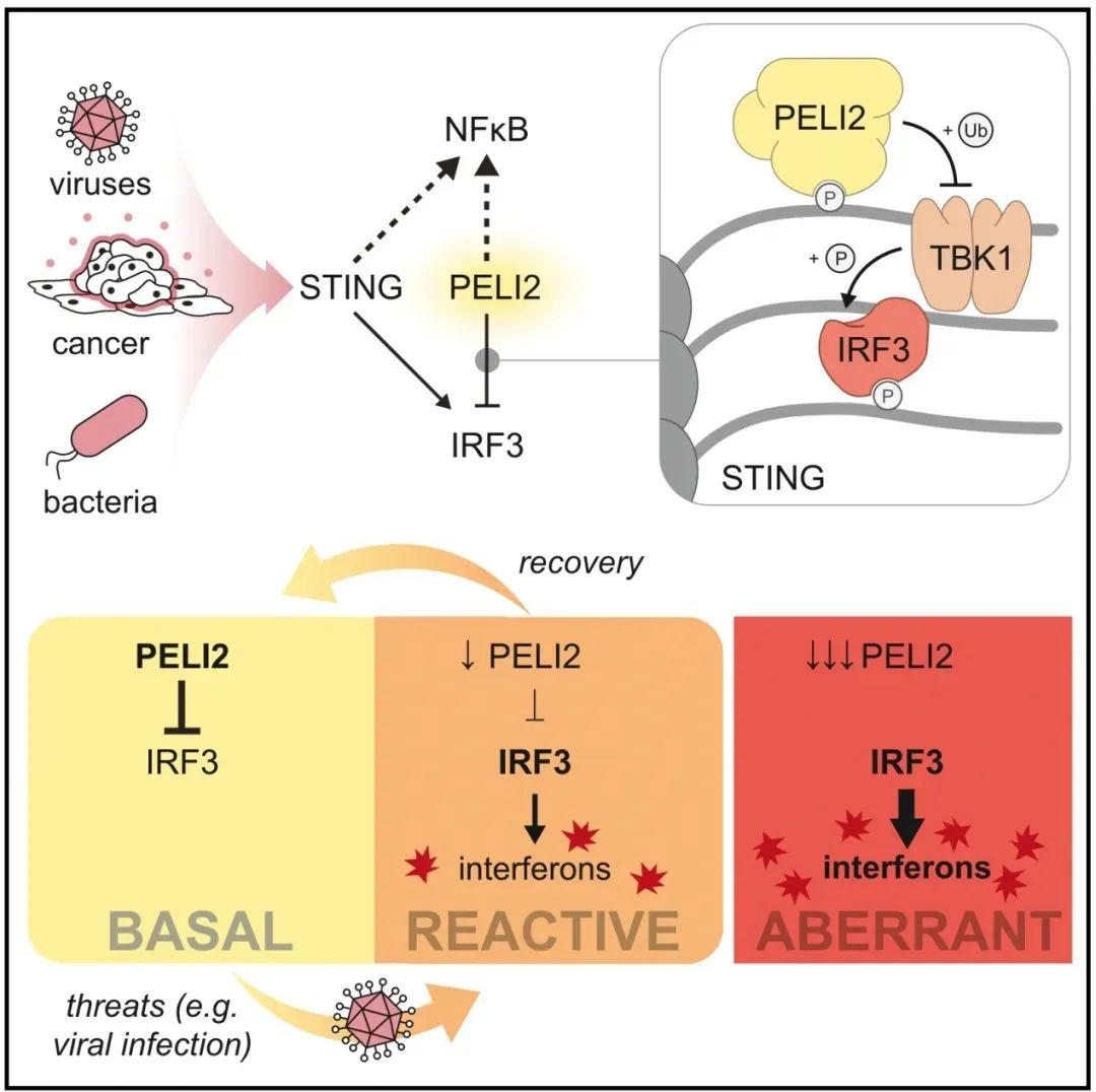 文献速递 | E3泛素连接酶PELI2介导STING信号激活的阈值设定-CSDN博客