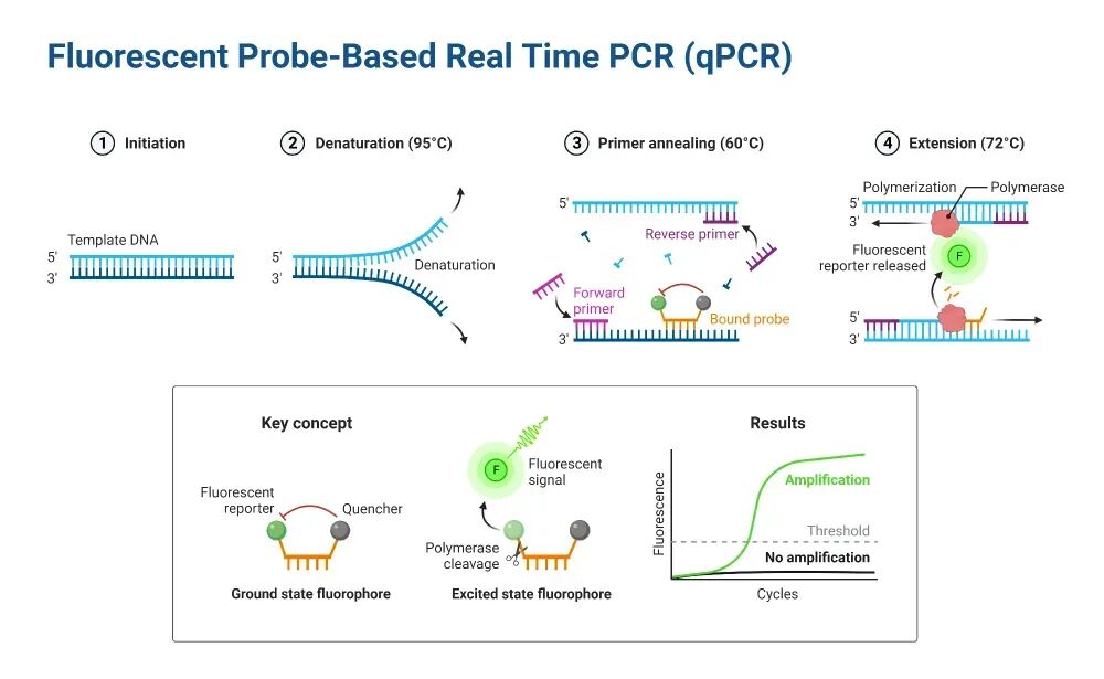 PCR家族科普：PCR、qPCR、RT-PCR、RT-qPCR：还在傻傻分不清？-CSDN博客