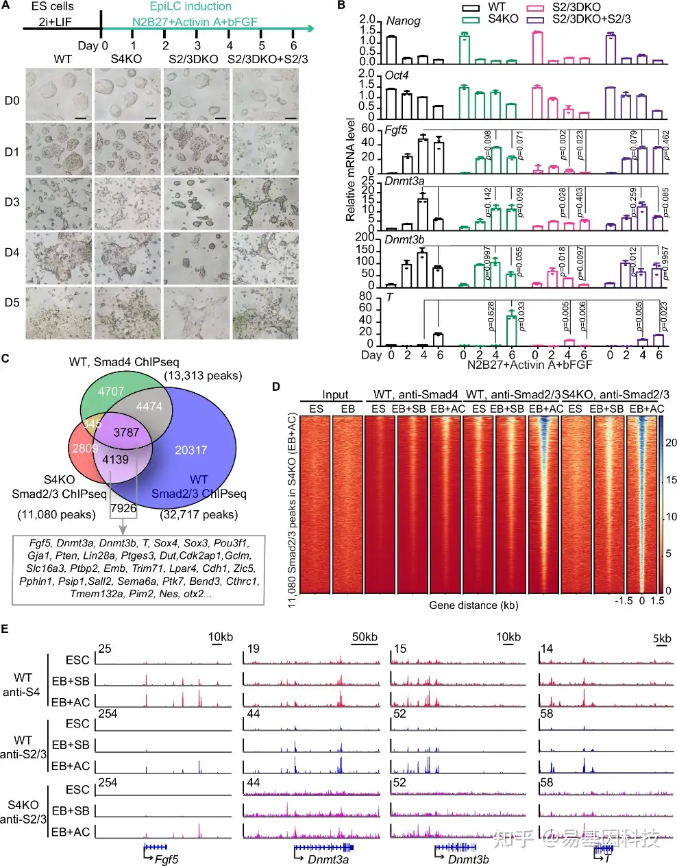 易基因：上海交大王琼团队揭示TGFβ-Smad信号通路和DNA甲基化在调控胚胎干细胞命运中的作用｜NC_smad4缺失是胚系的吗-CSDN博客