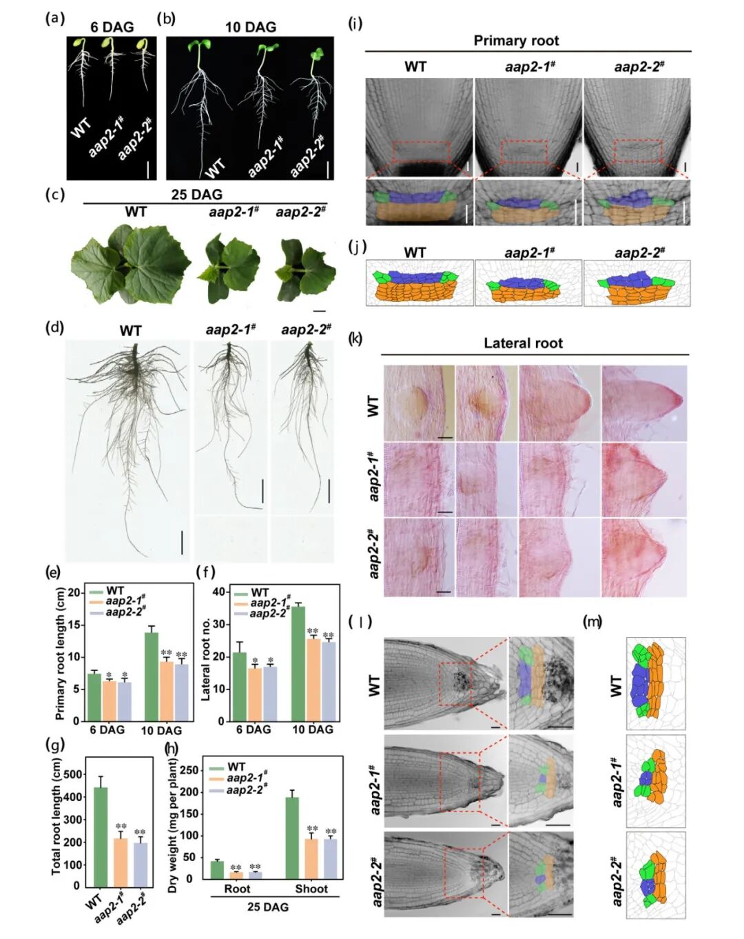 揭秘植物表型——通过相关指标明确基因功能-CSDN博客