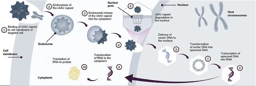 Indispensable AAV Antibodies in Gene Therapy-CSDN博客