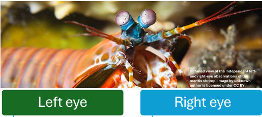 螳螂虾优化算法(MShOA)-2025年SCI新算法-公式原理详解与性能测评 Matlab代码免费获取-CSDN博客