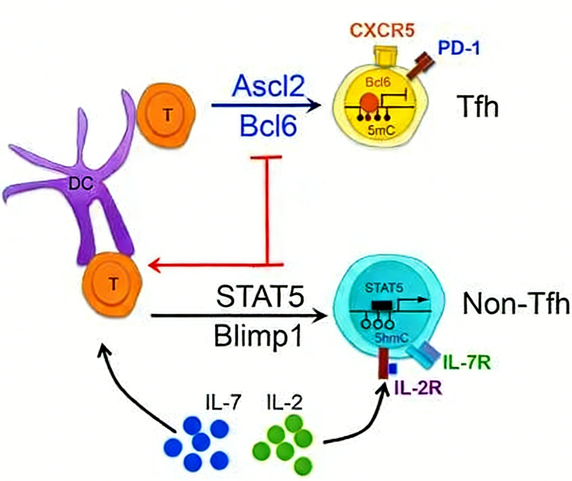 靶向BCL6蛋白降解：从关键转录因子到新型治疗策略_bcl6 science-CSDN博客