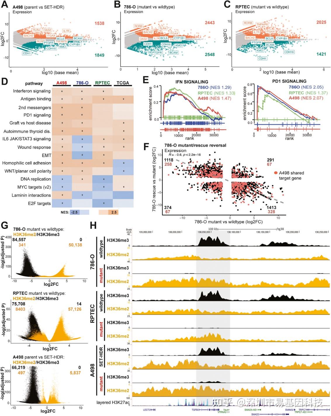 易基因：ChIP-seq等技术揭示SETD2突变在癌症中的H3K36甲基化新型表观遗传治疗靶点｜Genome Biol_阻止了靶向setd2的治疗应用 英语-CSDN博客