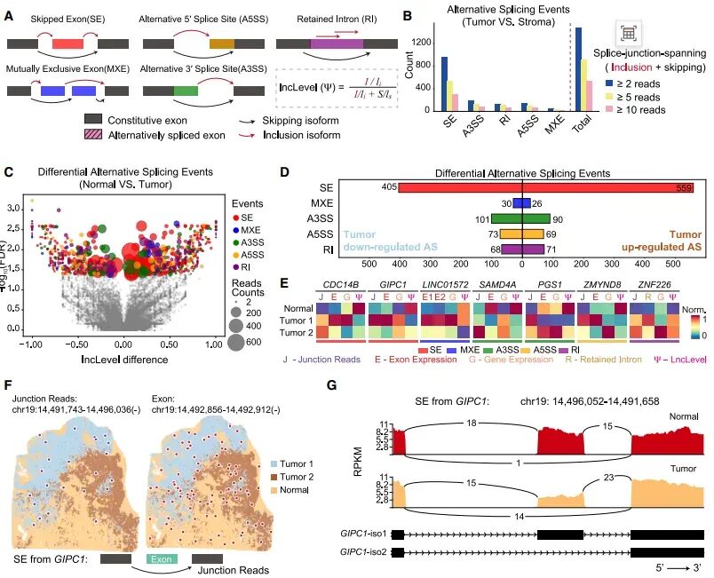 Cell | 华大Stereo-seq实现宿主-微生物时空解析，破解FFPE难题-CSDN博客