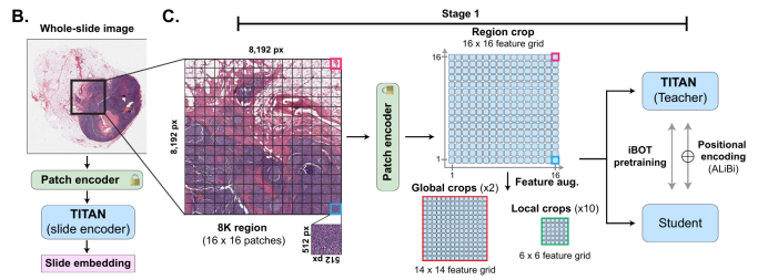 再发布！哈佛医学院又一病理大模型TITAN-CSDN博客