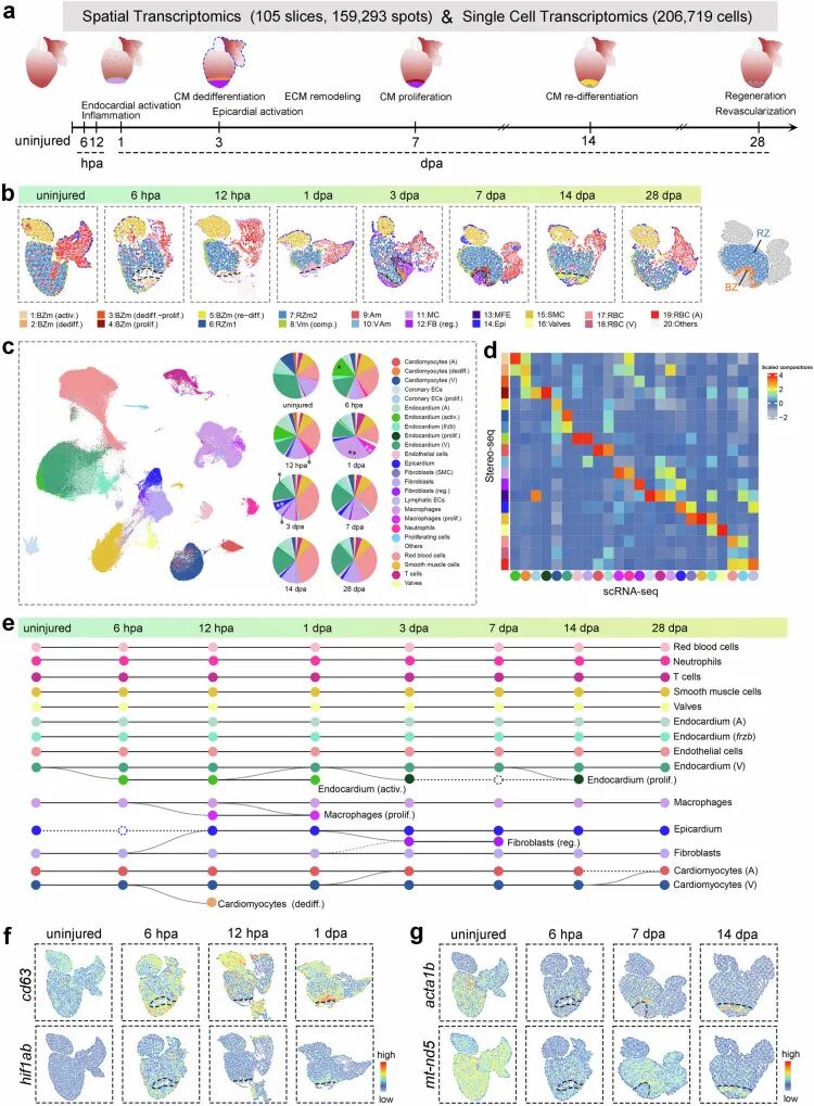 成功案例|Stereo-seq+scRNA-seq 联手破局！斑马鱼心脏再生全景图谱发布，公开数据库助力心血管再生研究-CSDN博客